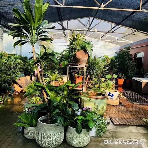 这“2种花卉”不能随便买，看似销量不低，但不代表没有“隐患” 知乎