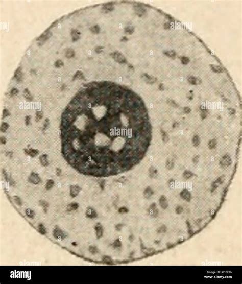 Nuclei Splitting Apart Nuclear Reaction Wikipedia