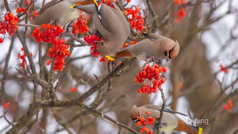 Hintergrundbilder Vögel Tiere Natur rot Schnee Winter Ast
