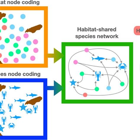 Simplified Representation Of A Bipartite Network Where The Species And Download Scientific
