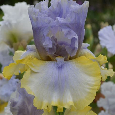 inland region iris society inc iris database