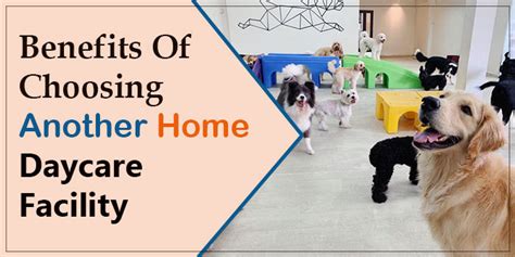 Another Home Pet Daycare And Boarding Service — Why Choose Another