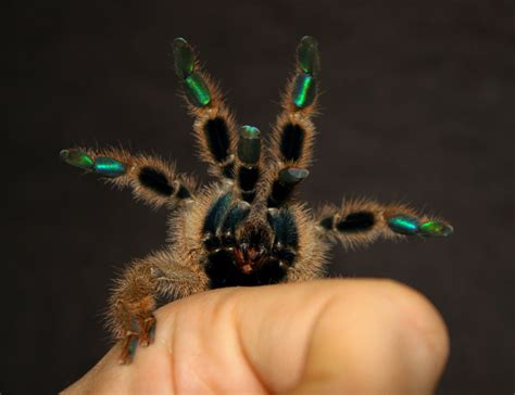 Waargh Ima Horrific Tarantula With A Rainbow Paws And A Fluffy Booty