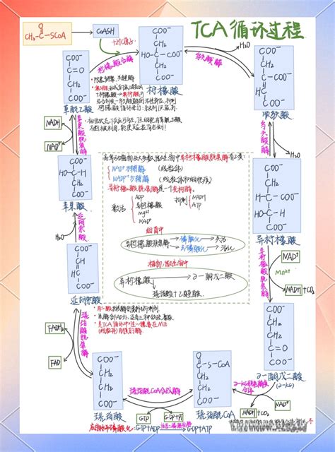 三羧酸循环详解：每个步骤和酶的作用