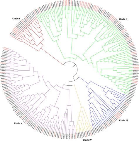 Pectin Methylesterase At Alan Koester Blog