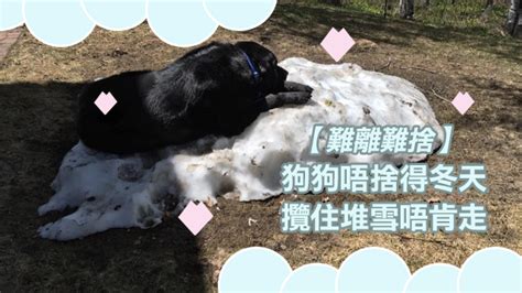 【難離難捨】狗狗唔捨得冬天 攬住堆雪唔肯走 毛記電視