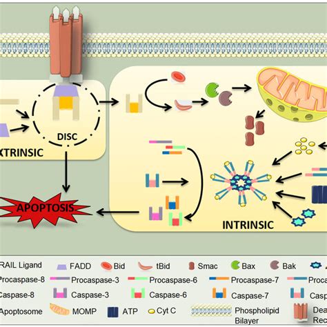 TRAIL Induced Apoptosis Cross Talk Between The Extrinsic And Intrinsic