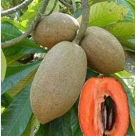Jual 5 Biji Benih Buah Sawo Merah Shopee Indonesia