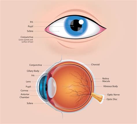 Dibujar Ojos Humanos Paso A Paso