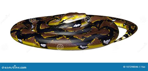 Reticulated Python Illustration Stock Photo CartoonDealer Com 80277606