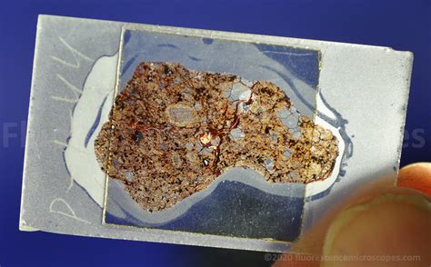 Prepared Fluorescence Microscope Slides At Francis Needham Blog