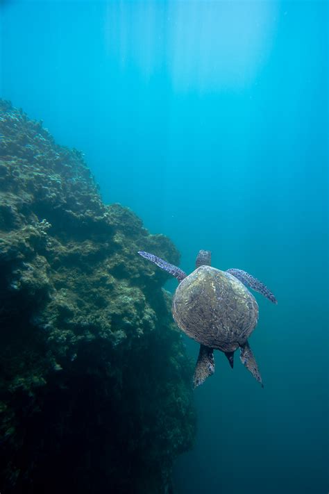 Snorkeling With Hawaiian Green Sea Turtles A Mesmerizing Encounter