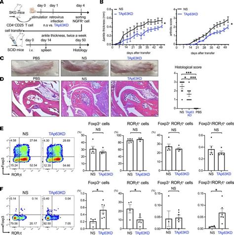 Jci Insight Tap63 A Methotrexate Target In Cd4 T Cells Suppresses Foxp3 Expression And