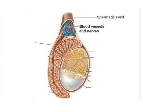 Anatomy Of Testes Quiz