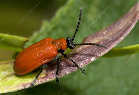 Lily Beetle Stock Image C0243049 Science Photo Library