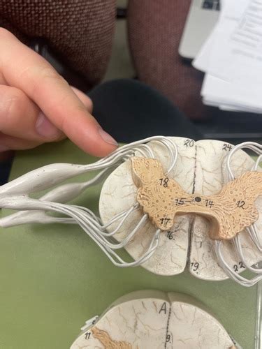 A P Lab 11 Spinal Cord And Spinal Nerves Flashcards Quizlet