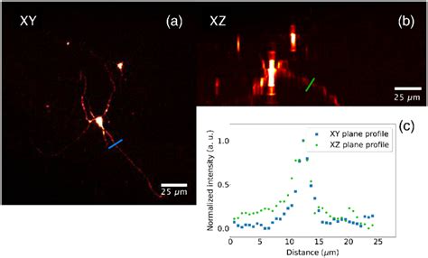 Neuron In A Mouse Brain Slice Injected With Biocytin And Imaged By The