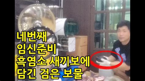 4번째 도전하는 임신준비 새끼보안에 있는 흑염소도 달여드렸습니다 Youtube