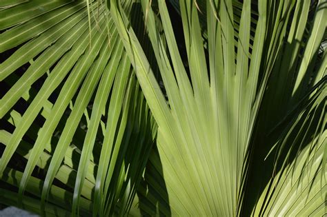 картинки дерево природа трава филиал Солнечный лучик цветок Зеленый Пальма Тропический