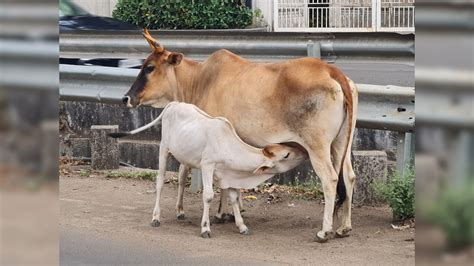 Rajasthan राजस्थान की सड़कें आवारा गौवंश से होगी मुक्त सरकार की इस योजना से 90 फीसदी पैदा