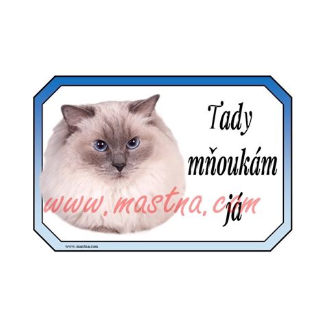 Cedulka Kočka Ragdoll Lynx