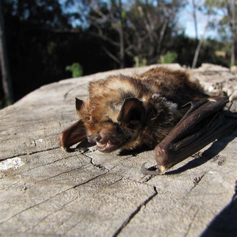 Diy Bookshelf The 22 Best Projects To Try • Insteading