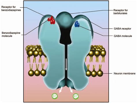 Cognitive Neuroscience