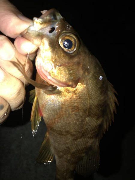金メバル 兵庫県瀬戸内海側 大蔵海岸 ウキ釣り メバル 陸っぱり 釣り・魚釣り 釣果情報サイト カンパリ