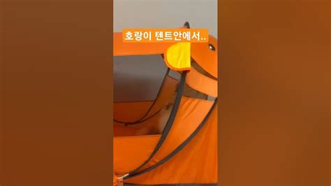 호랑이 달리기 Youtube