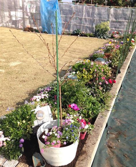 24 Full Sun Flower Bed Ideas Thegrow