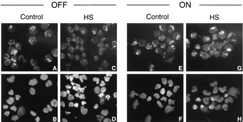Immunocytochemical Examination Of Cytochrome C Release The