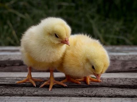 Page 23 Dwarf Chicken Breeds Images Free Download On Freepik