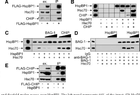 Figure 1 From The Cochaperone Hspbp1 Inhibits The Chip Ubiquitin Ligase