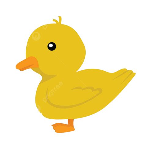 Duck Duck Beautiful Animal Vector Duck Beautiful Animal Png And