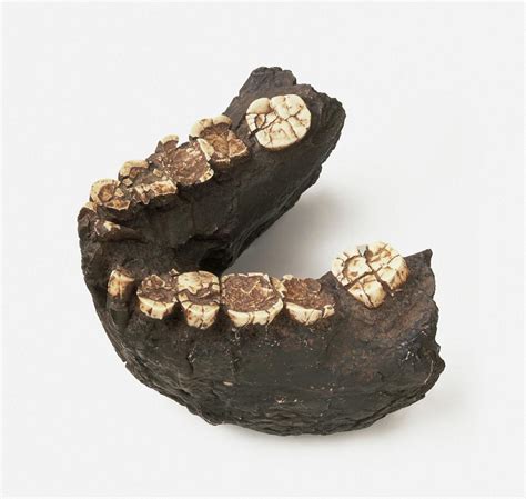 Jaw Bone Of Pliocene Australopithecus Photograph By Dorling Kindersley