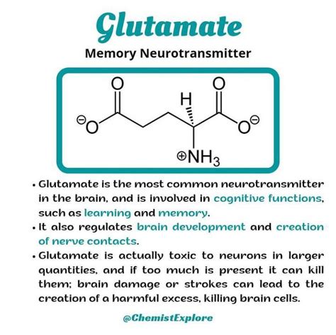 Glutamate Neurotransmitter Structure