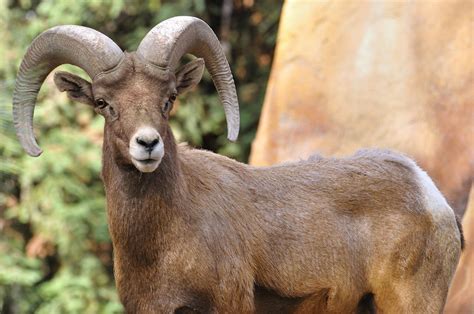 El ojo del buitre: Cabra montés