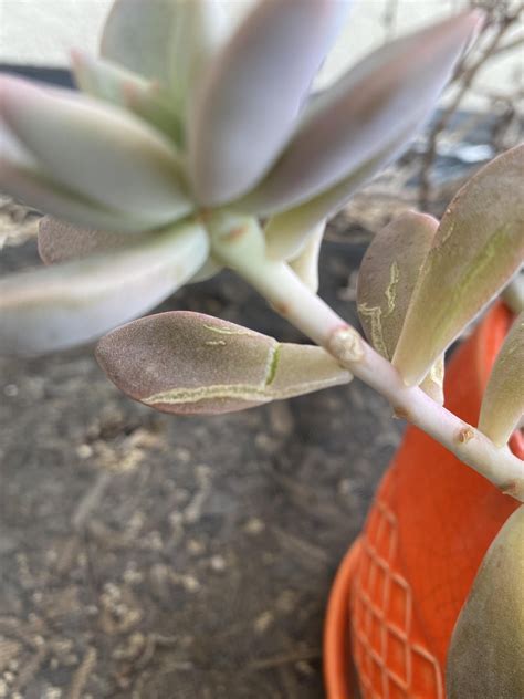 Help Identify Whats Eating My Succulent Rhouseplants