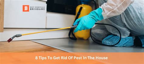8 Tips To Get Rid Of Pest In The House