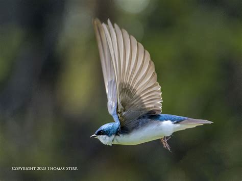 Small Bif With 75 300 Small Sensor Photography By Thomas Stirr