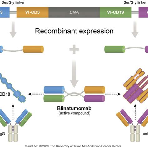 Pdf Blinatumomab For The Treatment Of Adult B Cell Acute