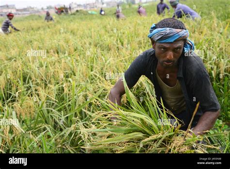 Dhaka Bangladesh 10th May 2017 Bangladeshi Farmers Cutting And