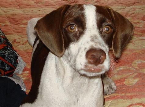 Ficha De Bobby Un Perro De Jramiro89