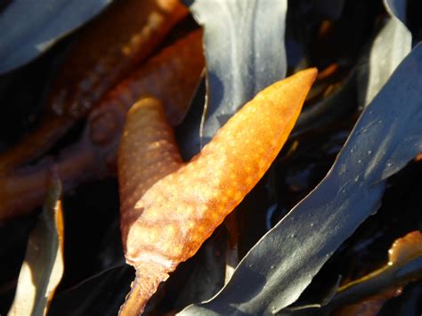 Beach Study Cmc Adventure