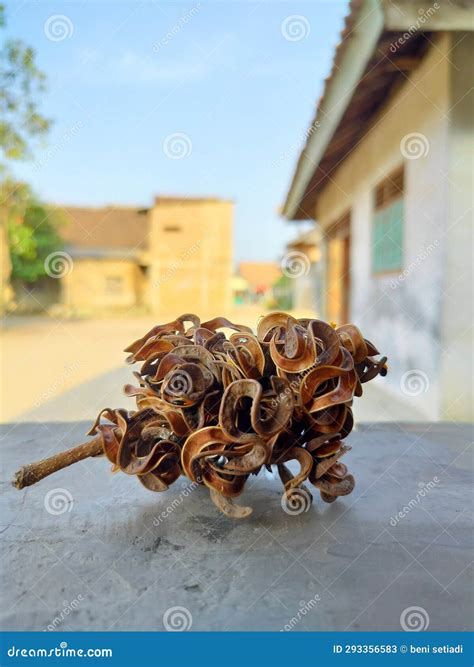 Bokeh Photo Of A Collection Of Acacia Tree Seed Shells Stock Image