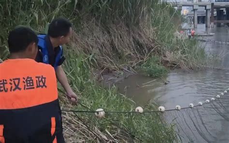 武汉长江边出现数条暹罗鳄续：渔政人员已捕获第二条鳄鱼农村农业围网