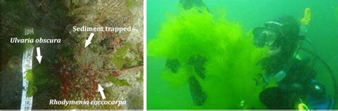 Evidence Of Algal Turf And Green Opportunistic Macroalgae Inside Giant Download Scientific
