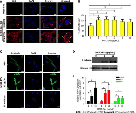Interaction Of Human Mesenchymal Stem Cell Derived Extracellular