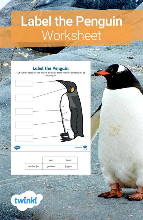 Penguin Labeling Activity Labeling Activities Penguin Activities