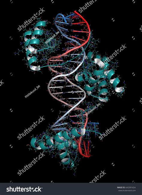 Sox Hmg Domain Oct Pou Domain Stock Illustration Shutterstock